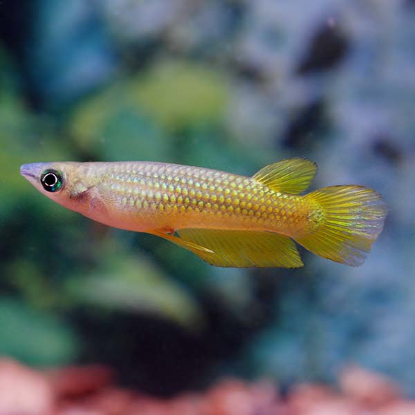 Golden Wonder Killifish | Appalachian Reptiles & Aquatics