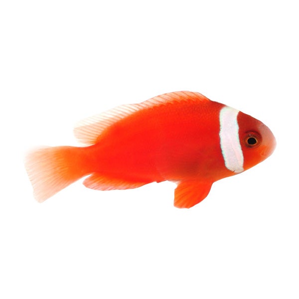 Ruby Clownfish | Appalachian Reptiles & Aquatics