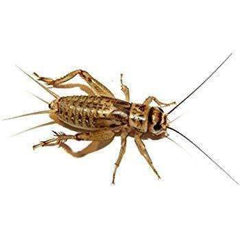 Live Feeder Crickets | Appalachian Reptiles & Aquatics
