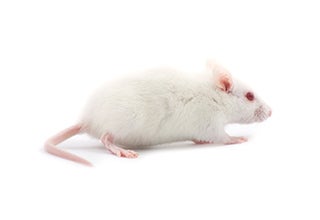Medium Rat | Appalachian Reptiles & Aquatics