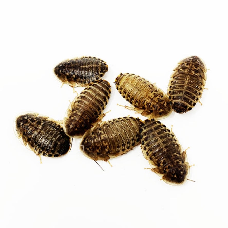Small Dubia Roach | Appalachian Reptiles & Aquatics